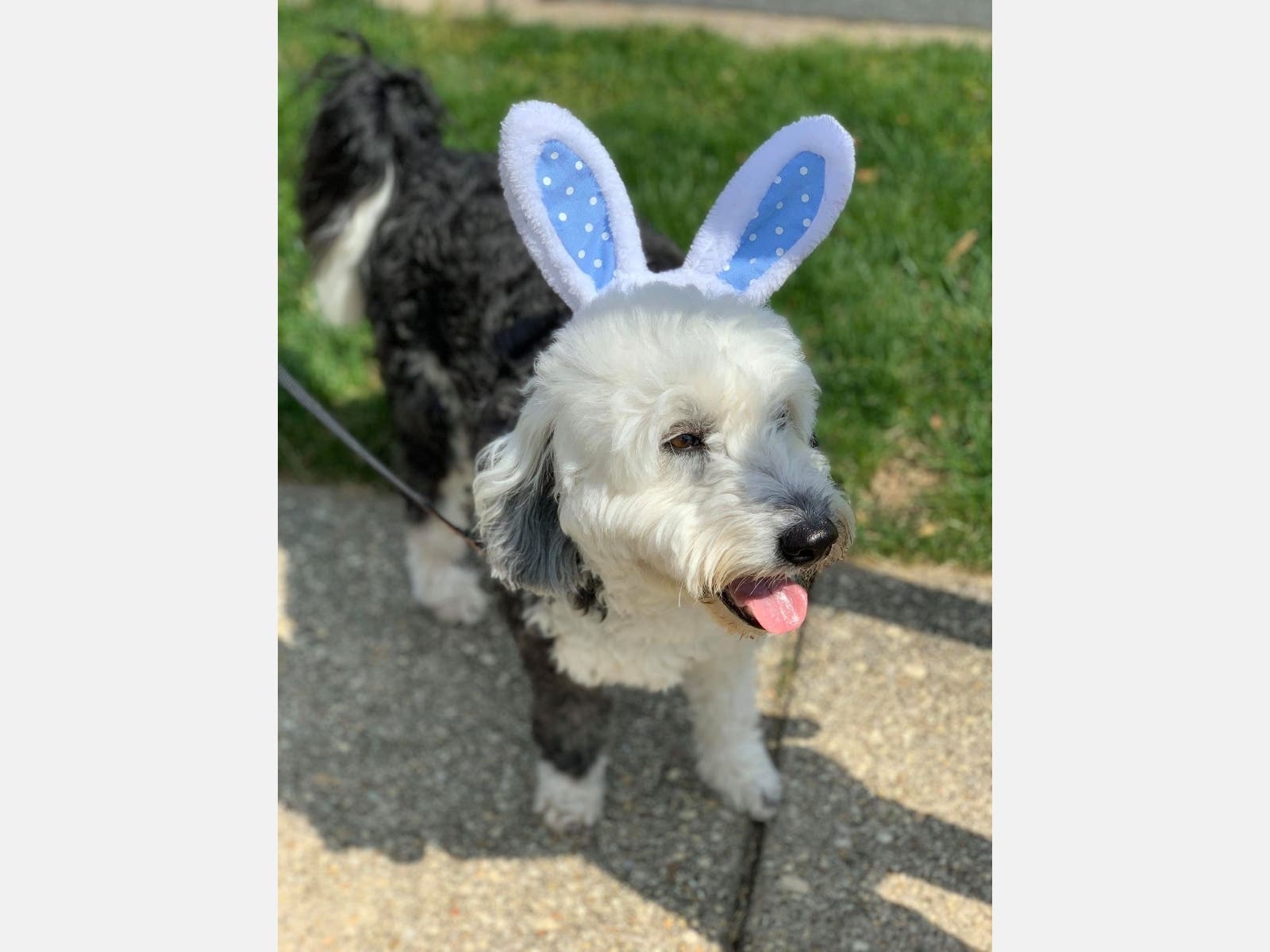 Social Distancing Easter Egg Hunt Entertains Anne Arundel Kids | Anne ...