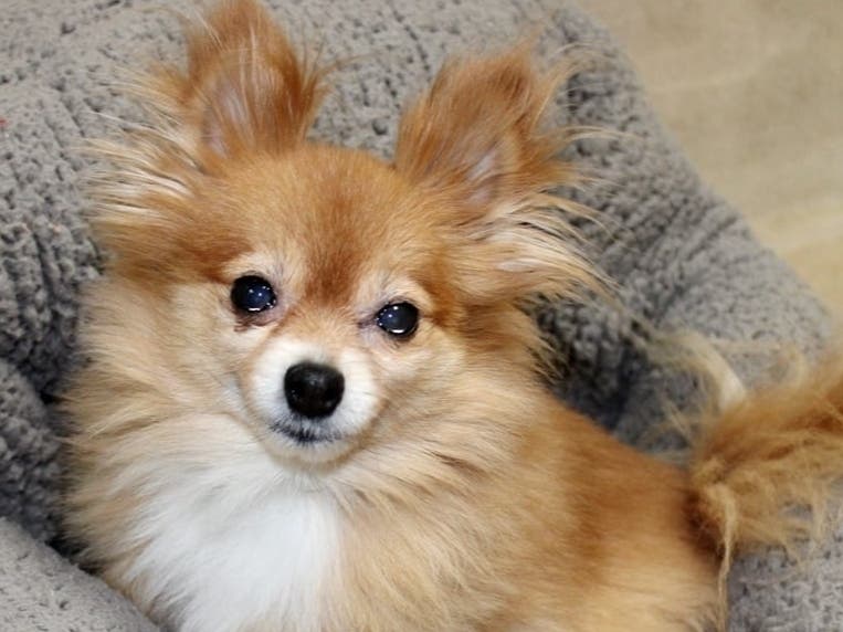 Molly, Tanner: Adorable Adoptables Of The Week In Howard County ...