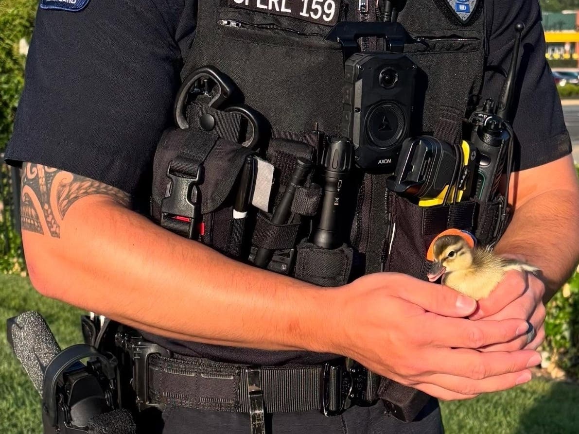 Duckling Rescued From Storm Drain By Police Officer | Bel Air, MD Patch