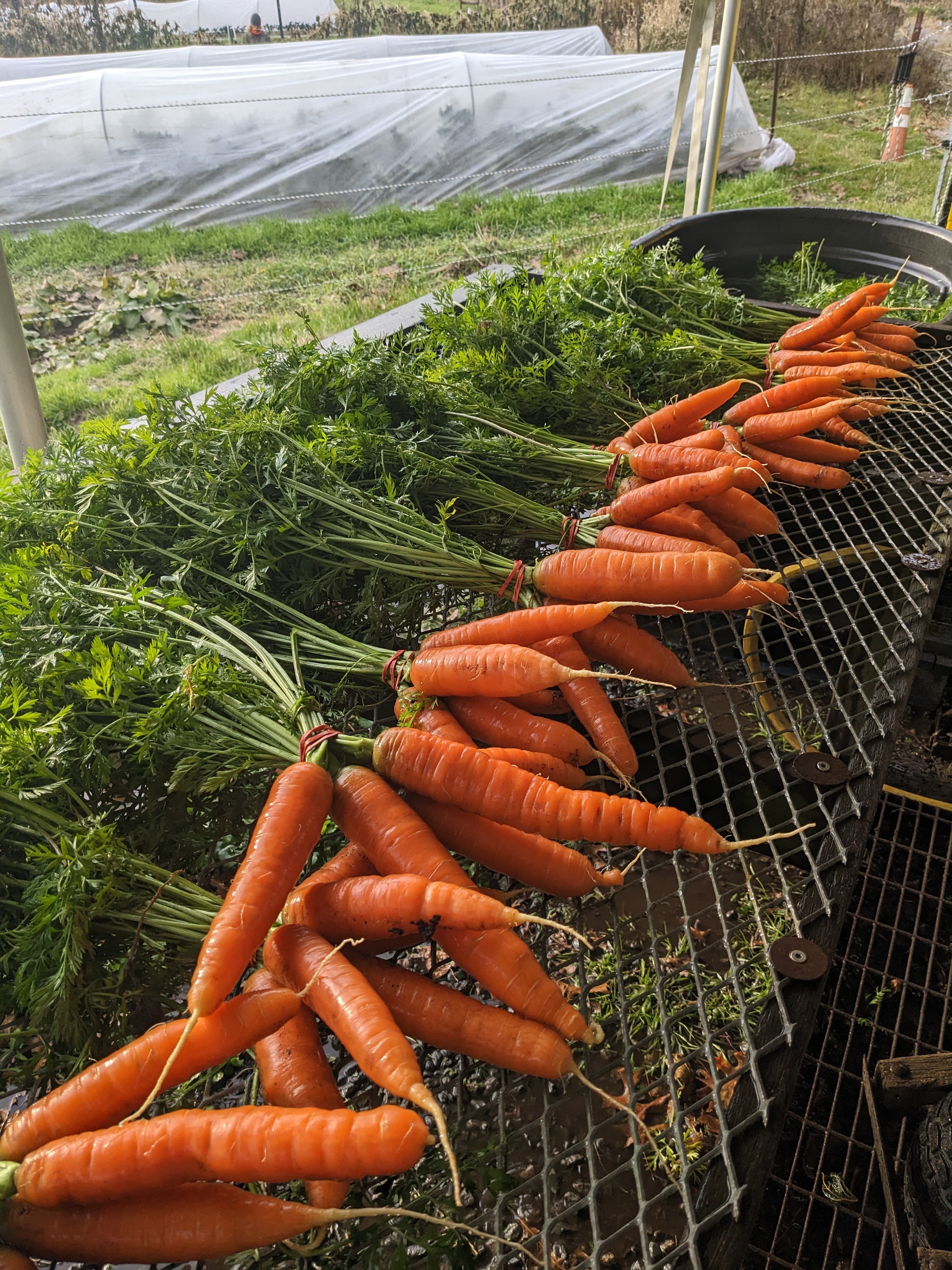 Feb 29 | Newton Community Farm Summer Produce CSA Enrollment Now Open ...