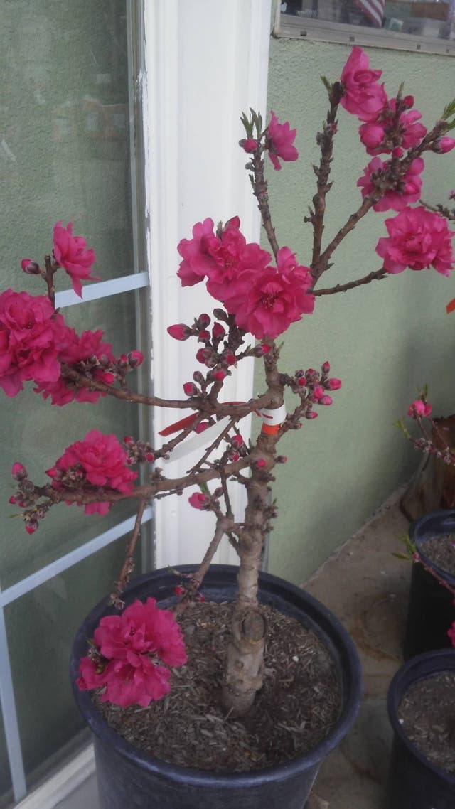 Flory White Mini Peach at the Beaumont Garden Center - Banning, CA Patch