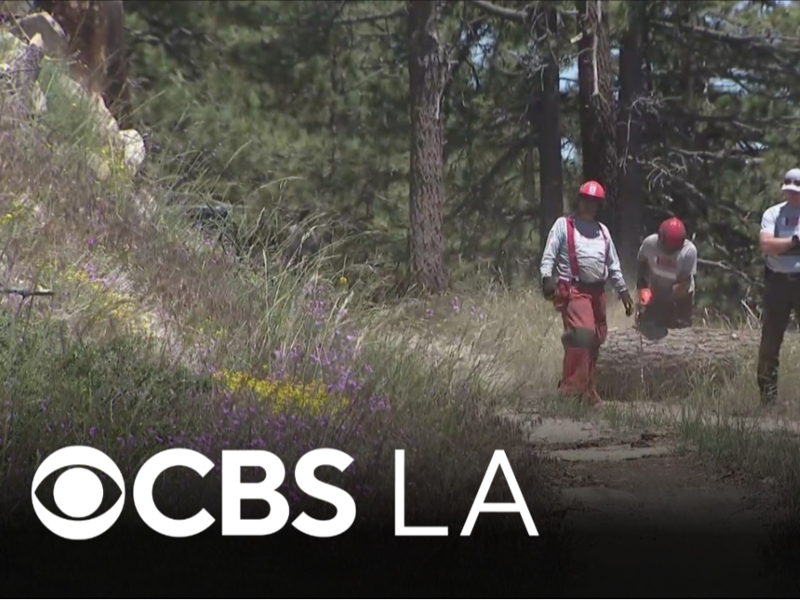 Team Rubicon Working To Clear Hundreds Of Dead Trees From Big Bear ...