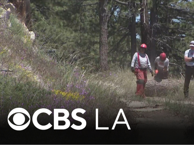 Team Rubicon Working To Clear Hundreds Of Dead Trees From Big Bear ...