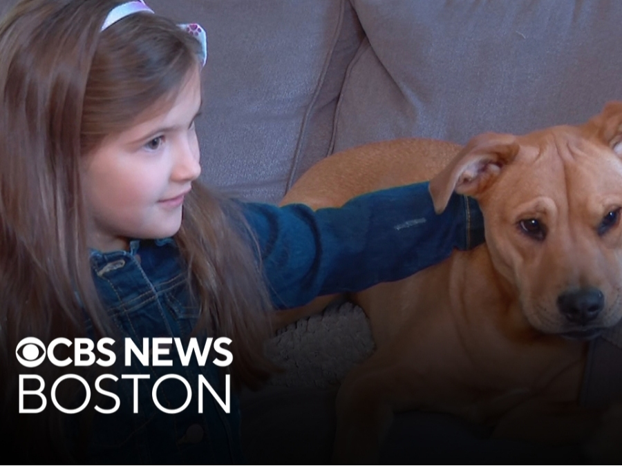 Massachusetts Girl Completes Goal Of Helping 10 Dogs Find Forever Homes ...