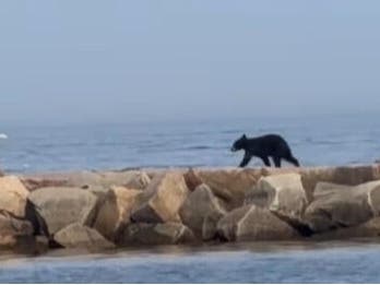 Video Shows Bear Walking Along Jetty In New Hampshire: "So Wild ...