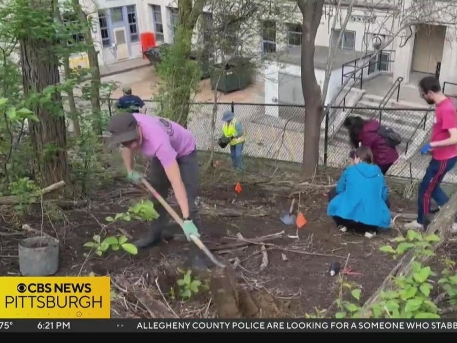 Over 100 Trees Planted In Lawrenceville's Arsenal Park | Pittsburgh, PA ...