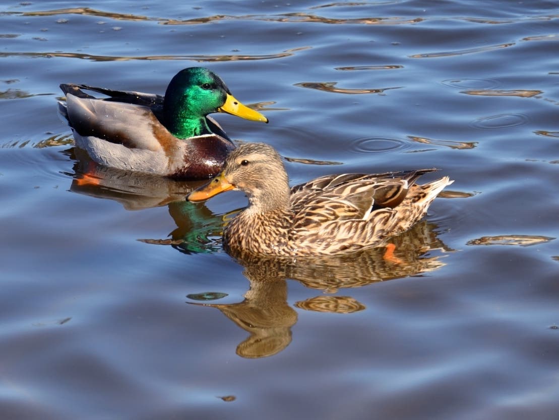 Duck Duo: Temecula Photo Of The Week | Temecula, CA Patch