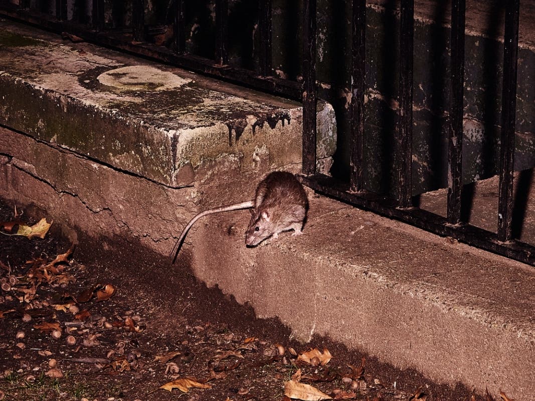 Harlem Rat Sightings Approach Record High In 2022: Here's Where ...