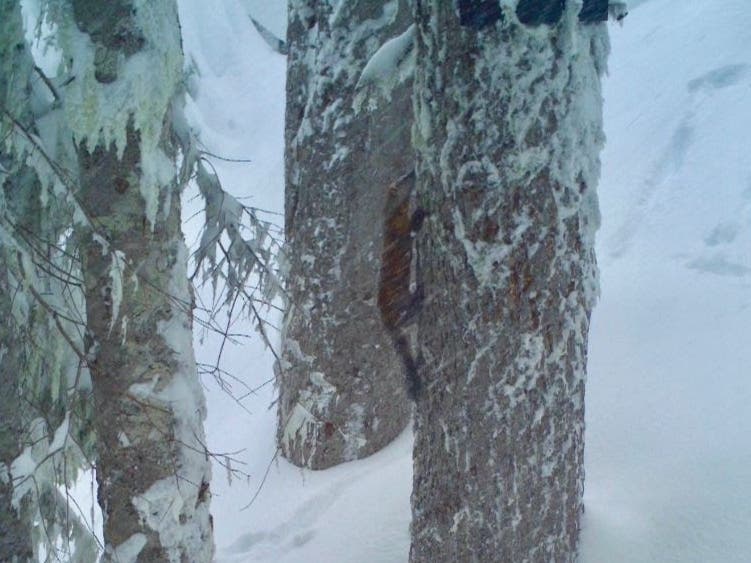 Camera Snaps Rare Glimpse Of Pacific Marten In Olympic National Forest ...