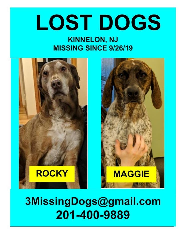 2 Lost Dogs! - Tri-Boro, NJ Patch