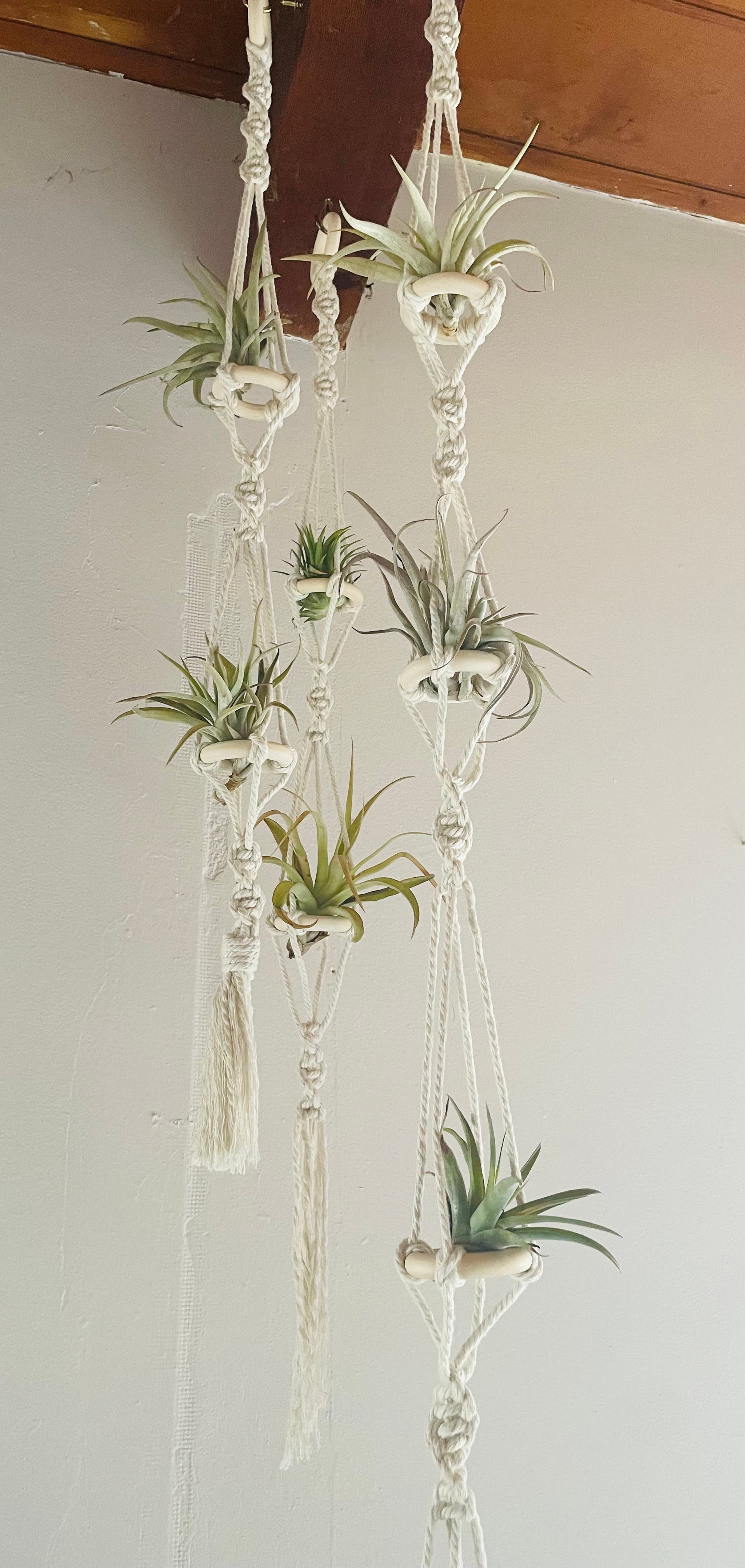 Jul 28 | Patchwork Presents Macrame Air Plant Hanger Craft Workshop ...