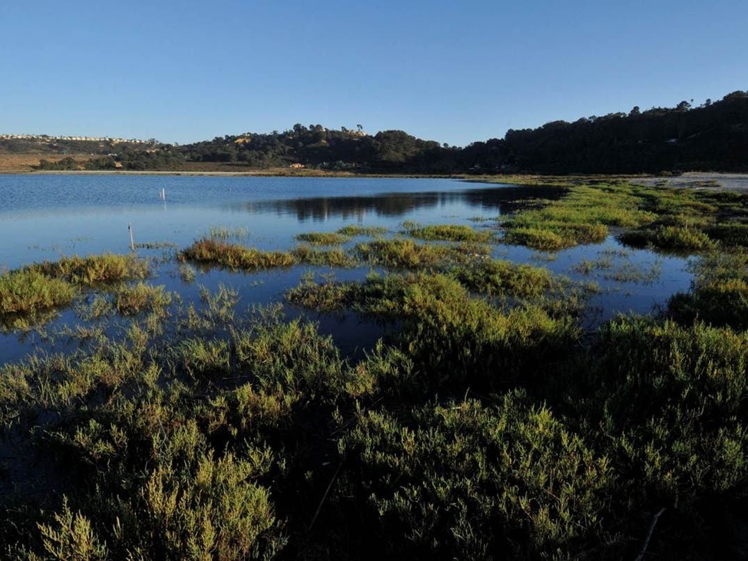 Ballona Wetlands: Glimpse its Future at San Dieguito | Marina Del Rey ...