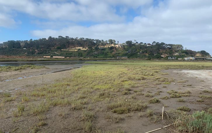 Ballona Wetlands: Glimpse its Future at San Dieguito | Marina Del Rey ...