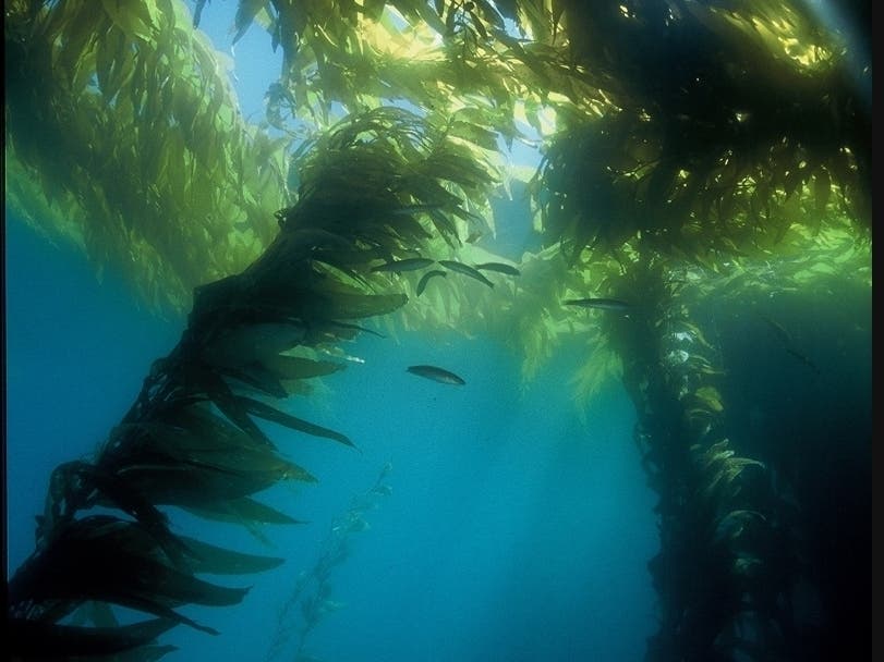 Giant Kelp Reef Achieves Success | San Clemente, CA Patch