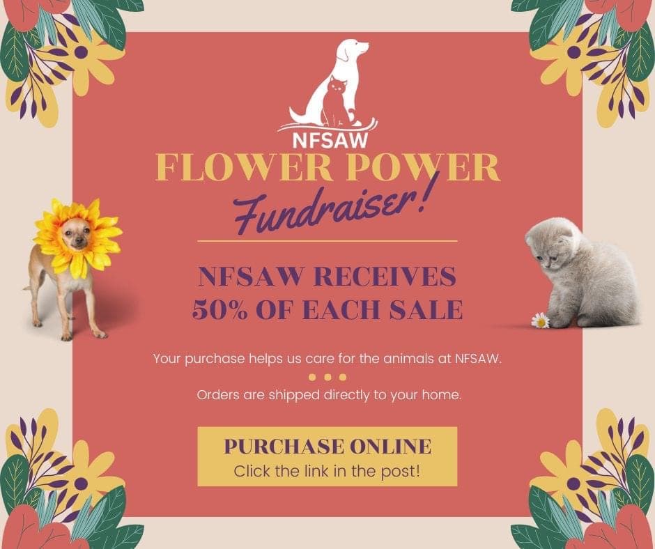 Think Spring Flower Fundraiser | Best Flower Site
