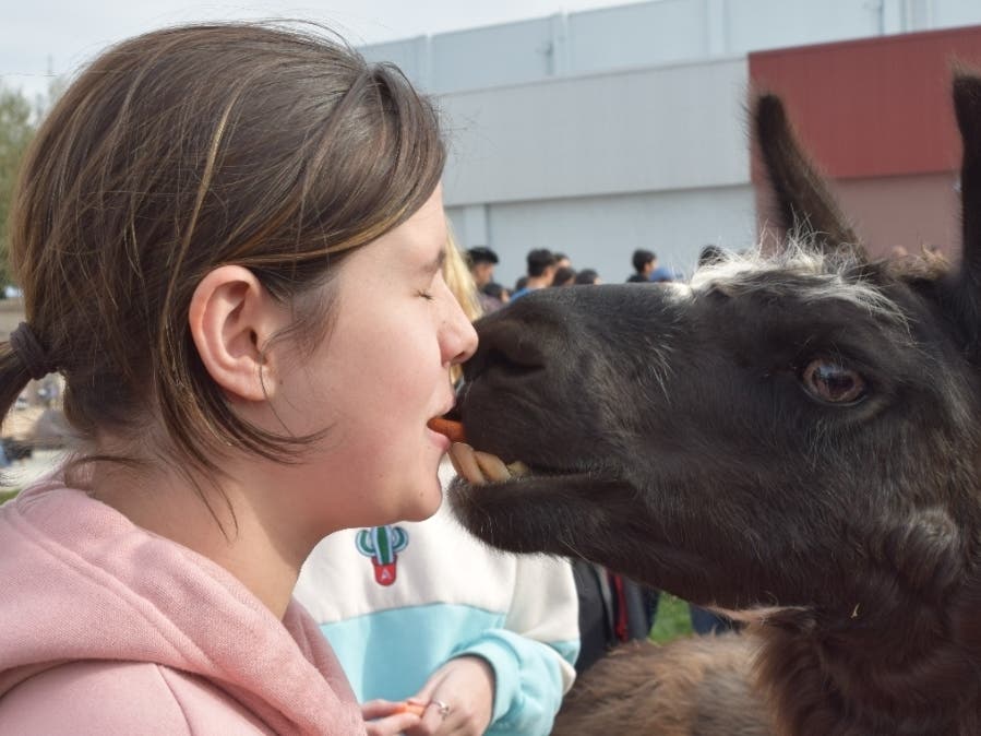 'Llama Love': Therapy Animals Enchant Dublin High Students | Dublin, CA ...