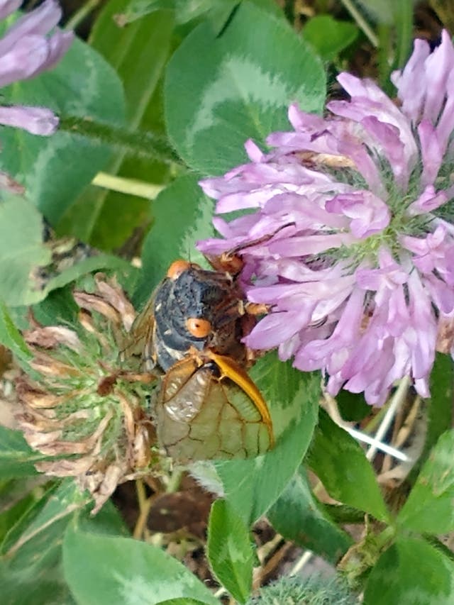 Cicadas Strike A Pose With Their Red Eyes, Orange Wings [PHOTOS ...