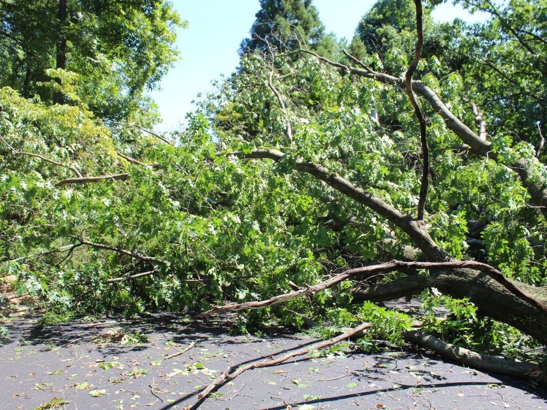 GW Parkway To Remain Closed To Clear Fallen Trees From Storm ...