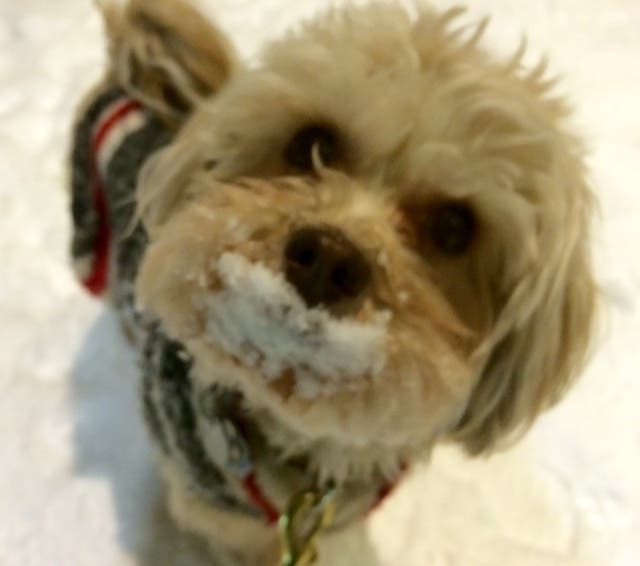 First Snowstorm Of 2024: Bethesda, Chevy Chase Readers Share Photos ...