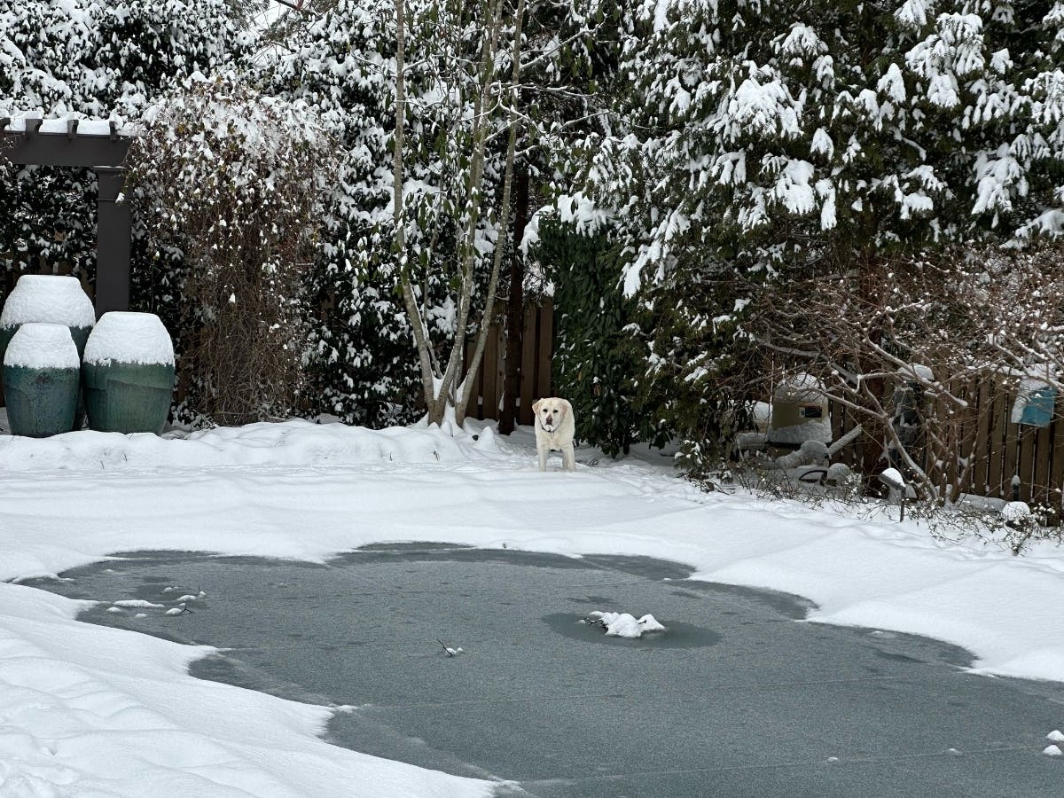 First Major Snowstorm Of 2024: McLean Readers Share Photos | McLean, VA ...