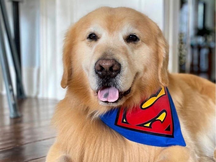 $6M Super Bowl Ad Pays Tribute To Vet School That Saved CEO's Dog ...