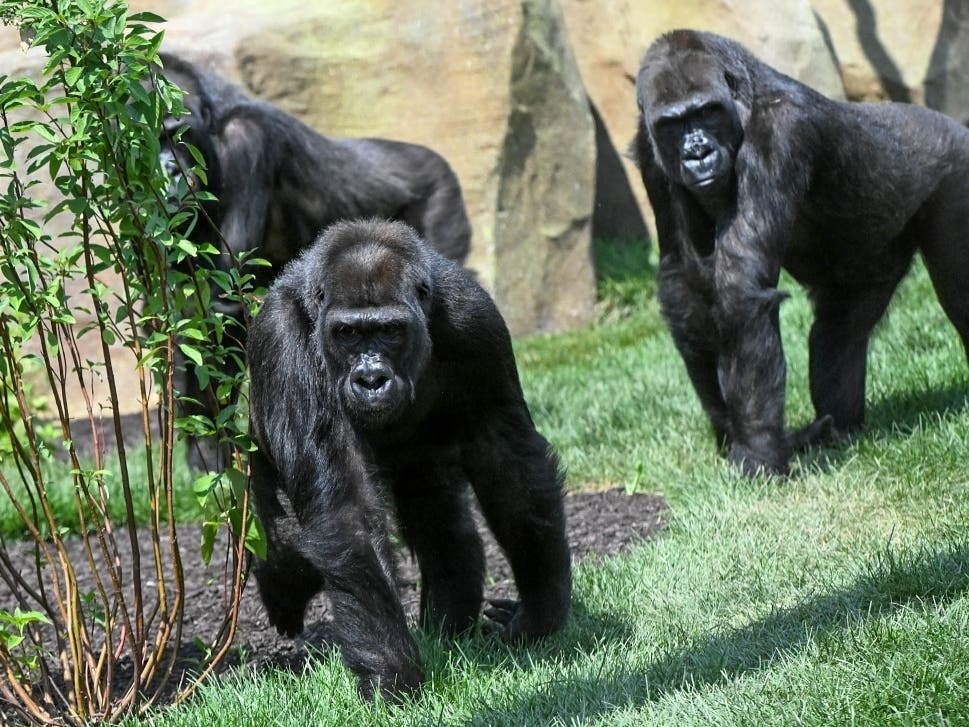 Brookfield Zoo Saying Goodbye To Gorilla Duo | La Grange, IL Patch