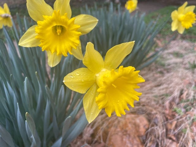Spring 2023 Photo Gallery: Celebrate The Coming Season In Fairfax City ...