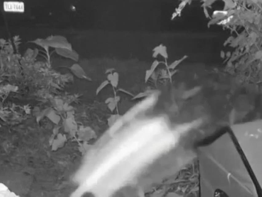 Midnight Meeting Of Fox, Flying Squirrel In Fairfax Caught On Video ...