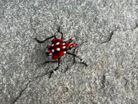 Young Spotted Lanternfly Nymphs Spark New Discussion in New Jersey ...