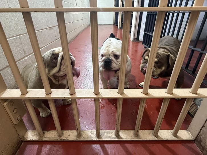 Trio Of Lost English Bulldogs Caught Roaming Bergen County Town: Police ...