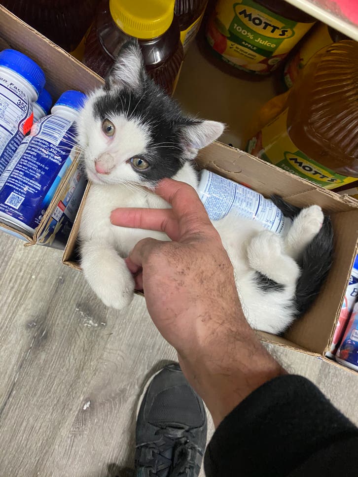 NYC's Best Bodega Cats, Sandwiches, And More: See The Winners | New ...