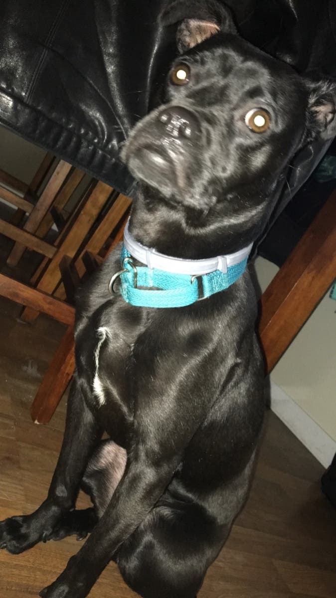 Missing dog - Merrimack, NH Patch