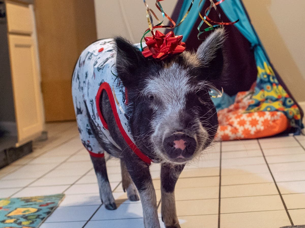 Buffalo Grove Goes Hog Wild Over Norbert The Skateboarding Pig ...