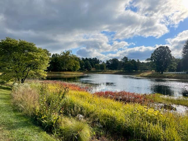 Garden Cat, Hawk Overlooks Creek And Fall Leaves: IL In Photos | Across ...