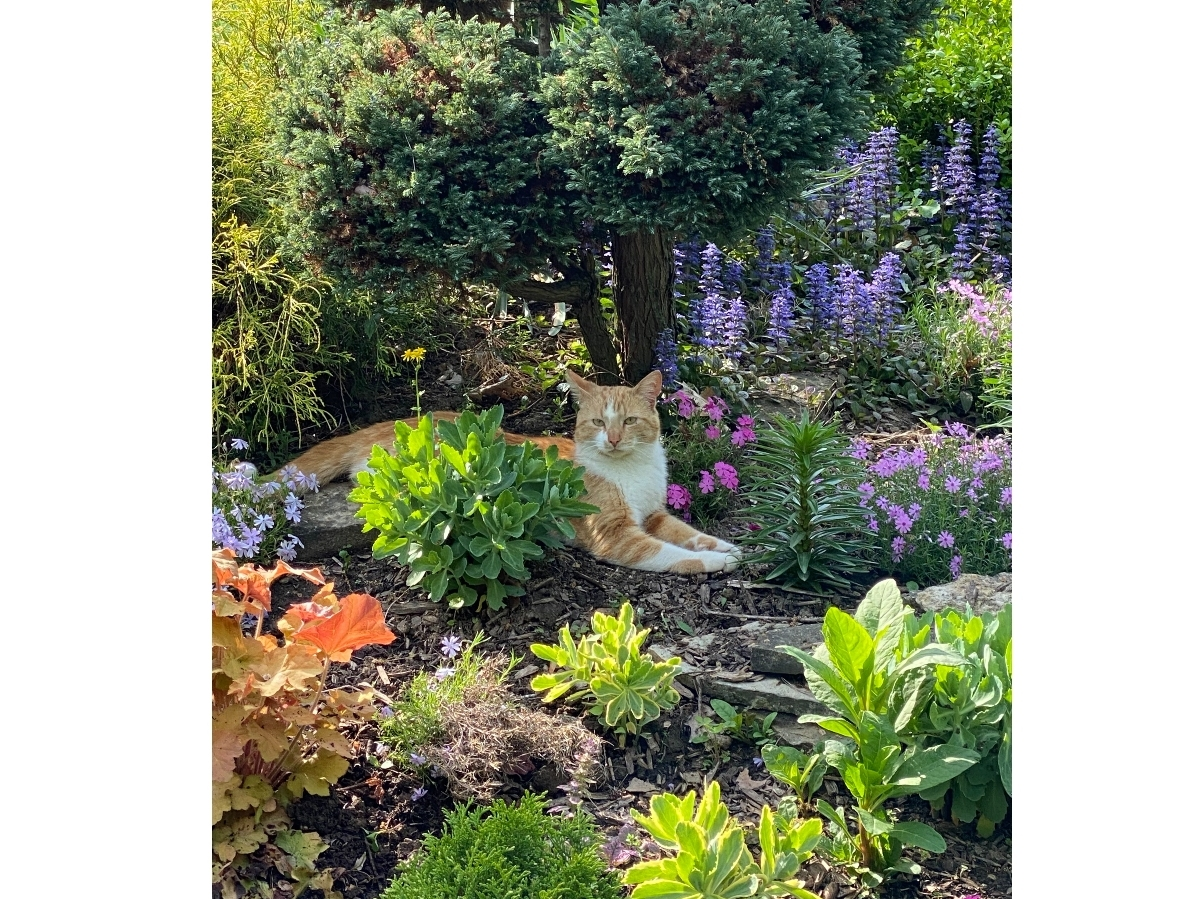 Garden Cat, Hawk Overlooks Creek And Fall Leaves: IL In Photos | Across ...