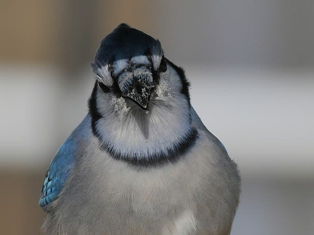 Blue Jay Seeks Peanuts, A Leaf Party And Parading Into The Pews: IL In ...