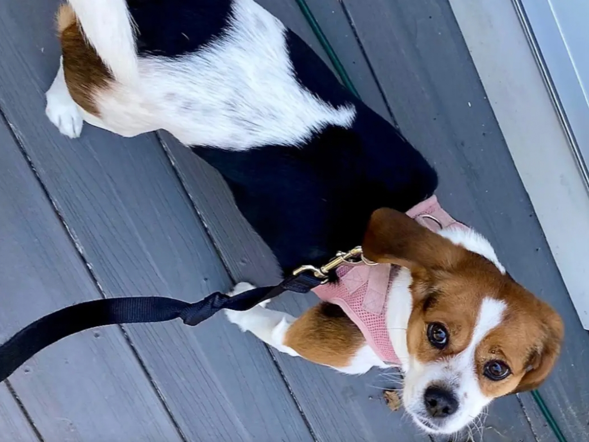 Rescued Beagles From VA Envigo Facility Reconnected At Natick Meetup ...