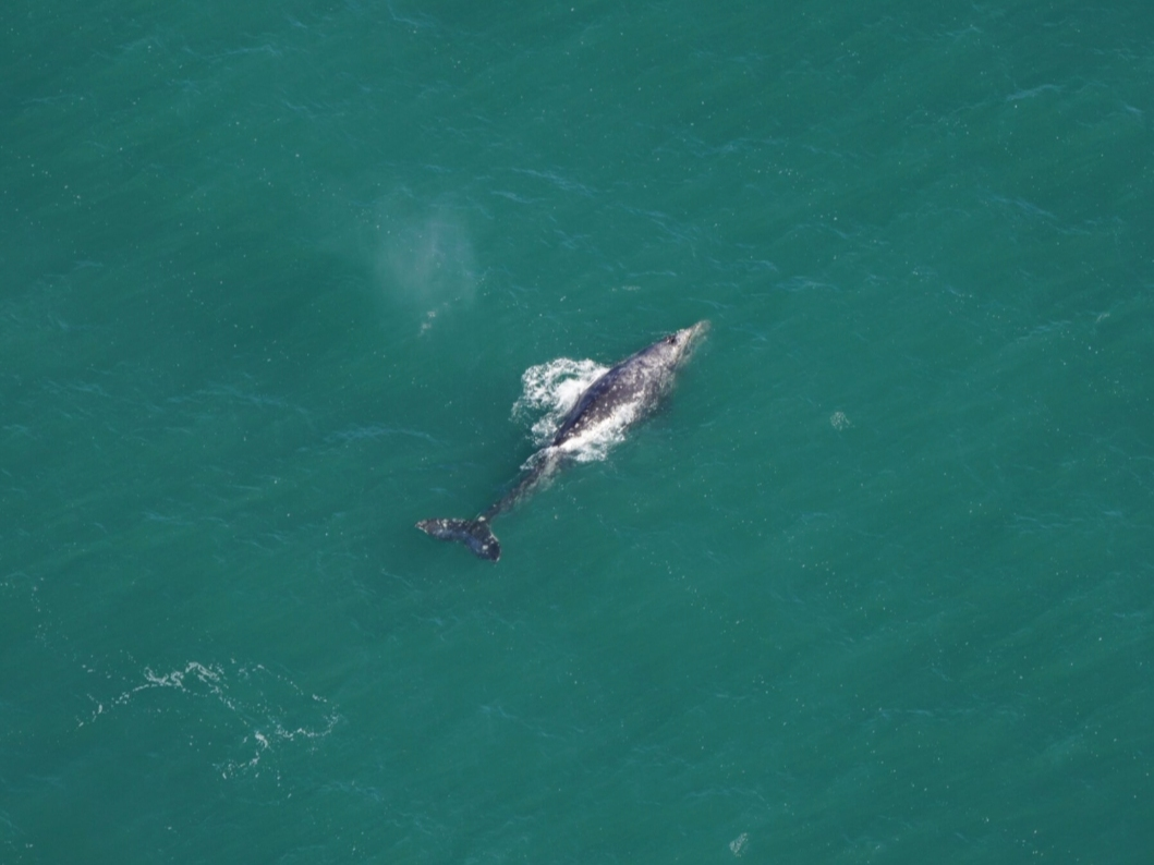 Whale Previously Extinct In Atlantic Ocean Seen Off MA Coast | Falmouth ...