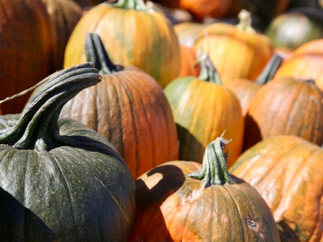 Mashpee Commons Fall Fest Returns This Week | Falmouth, MA Patch