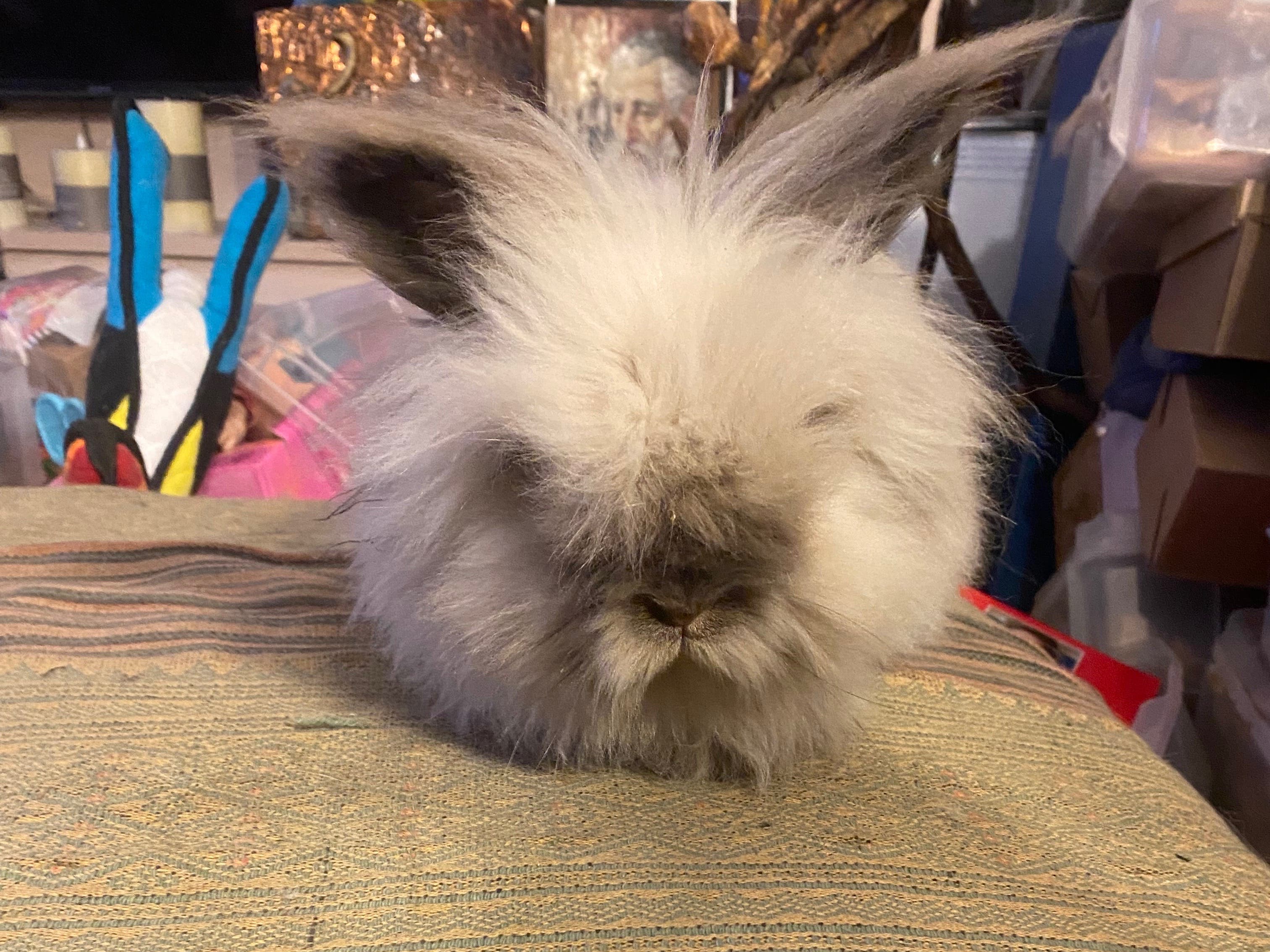 6 month boarding for a Rabbit - Long Beach, NY Patch