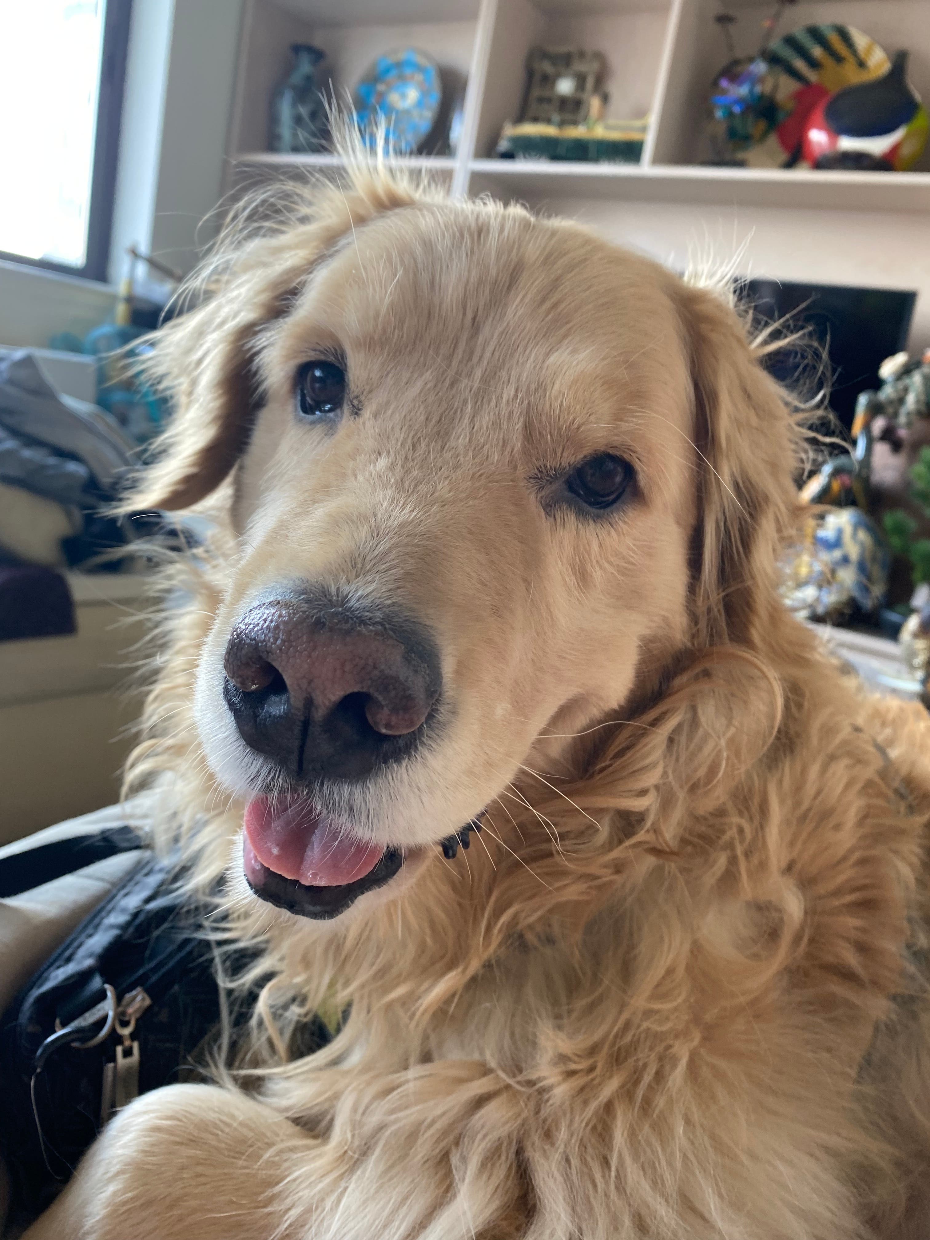 Jun 9 | Boarding for Well Behaved Golden Retriever for June | Long ...