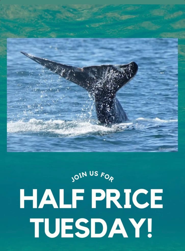 Jan 27 | A WHALE of a DEAL! Half Priced Tuesday Whale Watching | Laguna ...