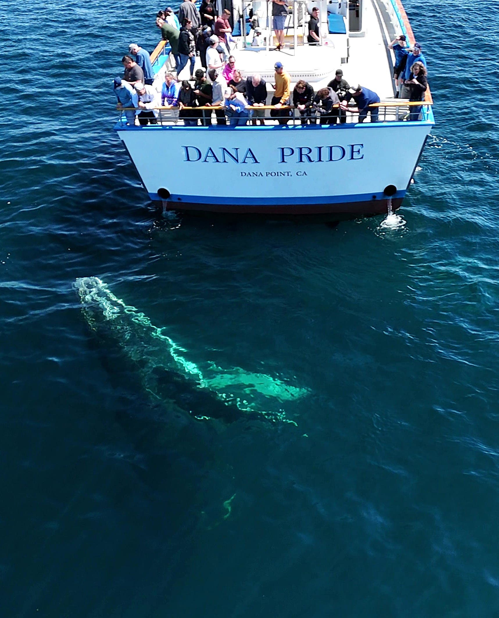 Jun 17 | Half Priced Whale Watching on Tuesdays! | Laguna Niguel, CA Patch