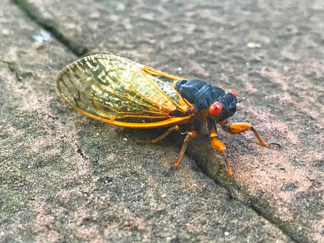 Cicada Invasion Photos From Readers: Cute Kids, Pets Meet Bugs | Silver ...