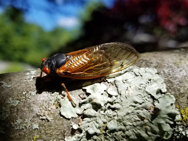 Cicada Invasion Photos From Readers: Cute Kids, Pets Meet Bugs | Silver ...
