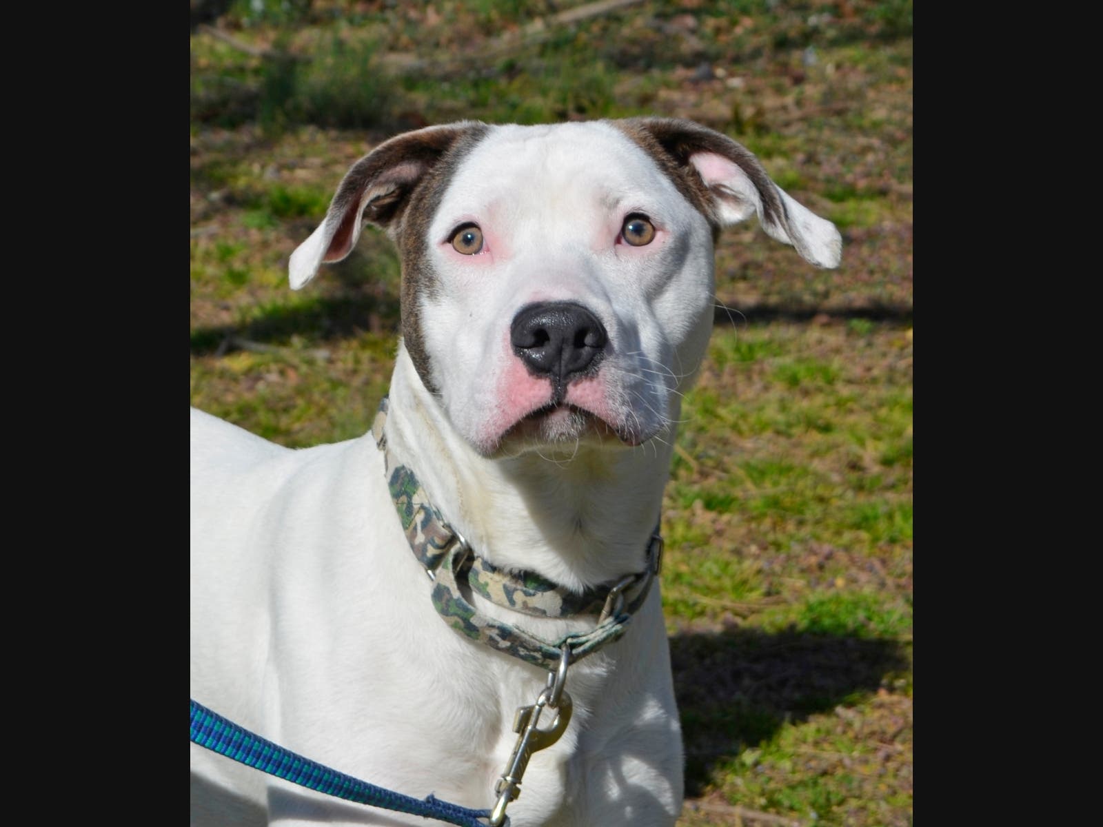 Cuddly Pooch, Kitty With FIV Need New Homes | Annapolis, MD Patch
