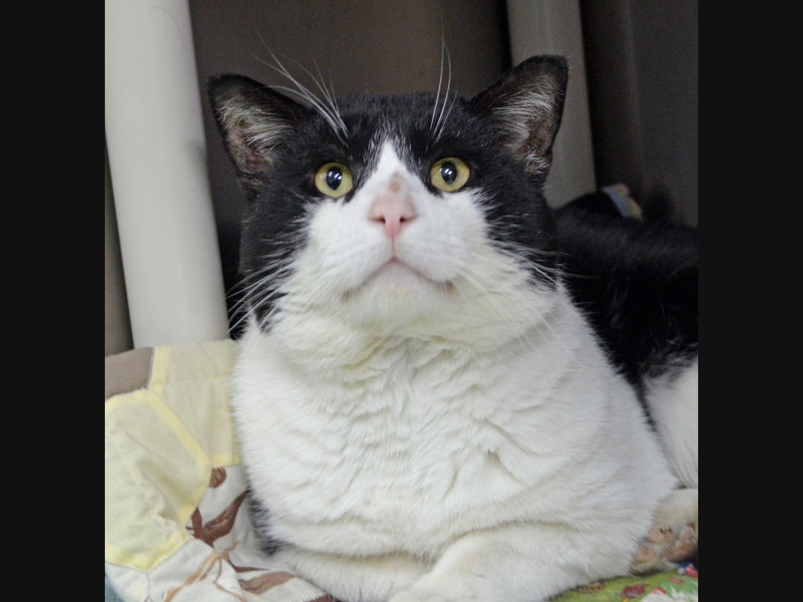 Cuddly Pooch, Kitty With FIV Need New Homes | Annapolis, MD Patch