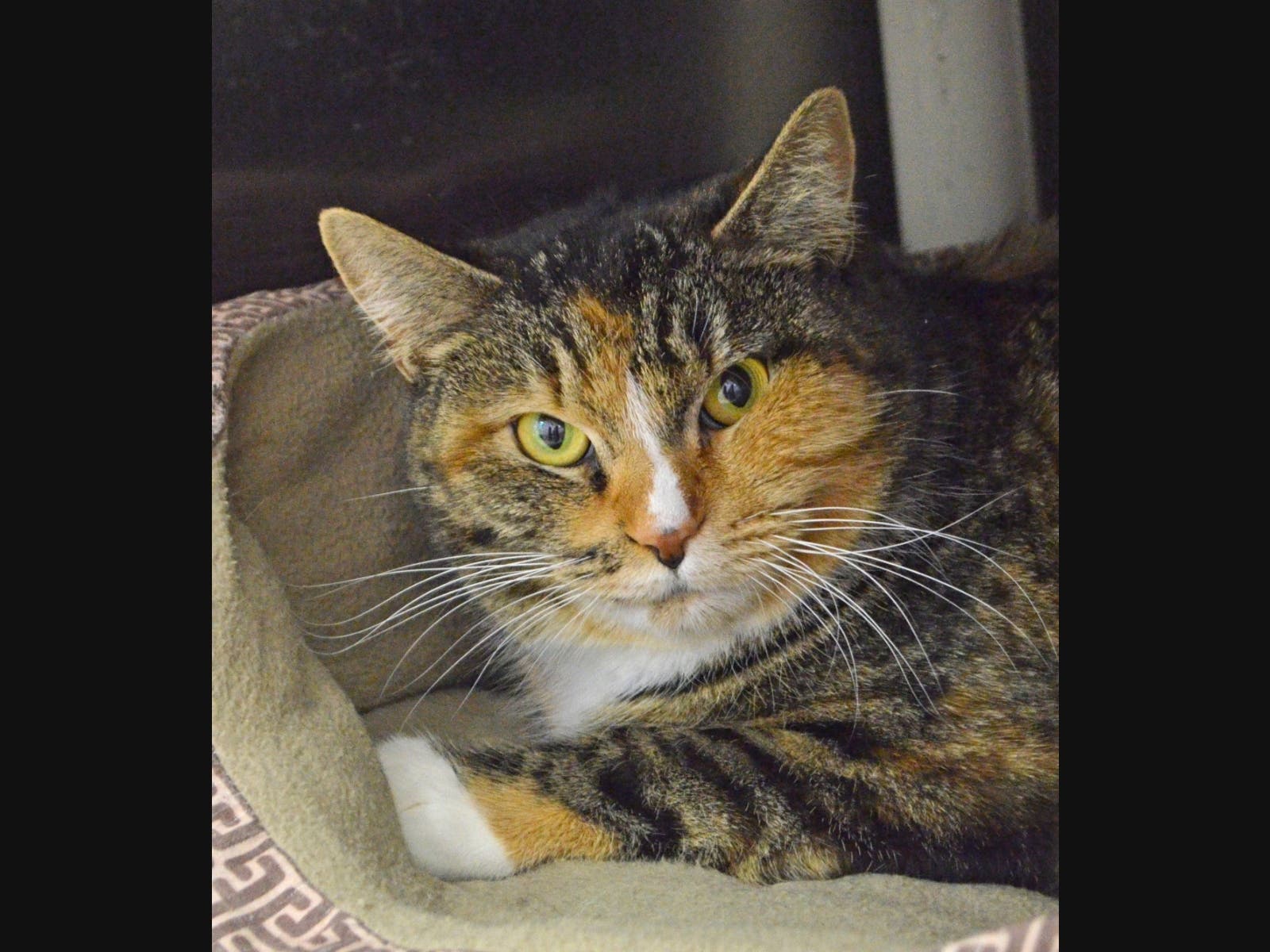 Cuddly Pooch, Kitty With FIV Need New Homes | Annapolis, MD Patch