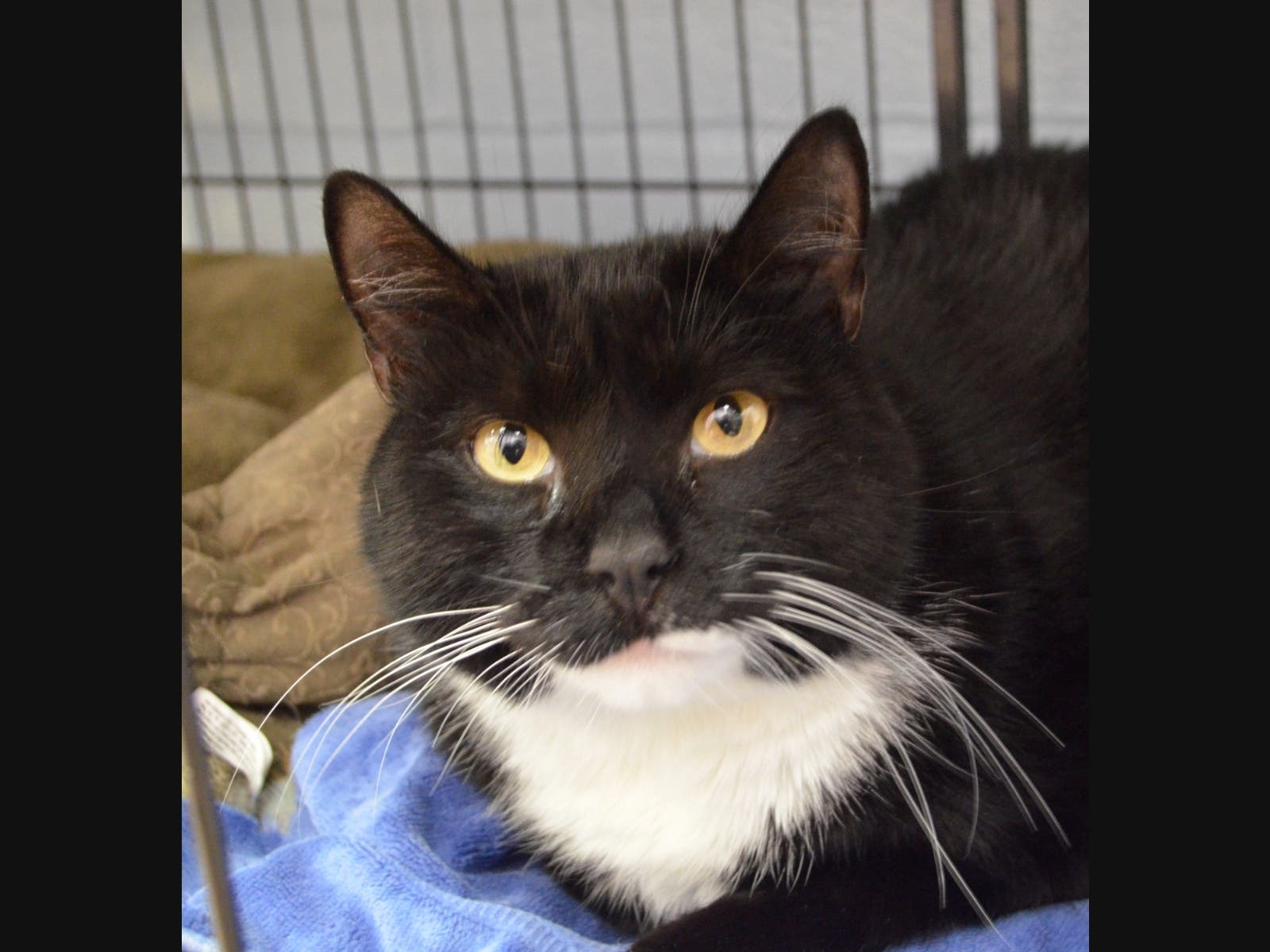 SPCA Seeks Home For Energetic Pooch, Kitty On Joint Medicine ...