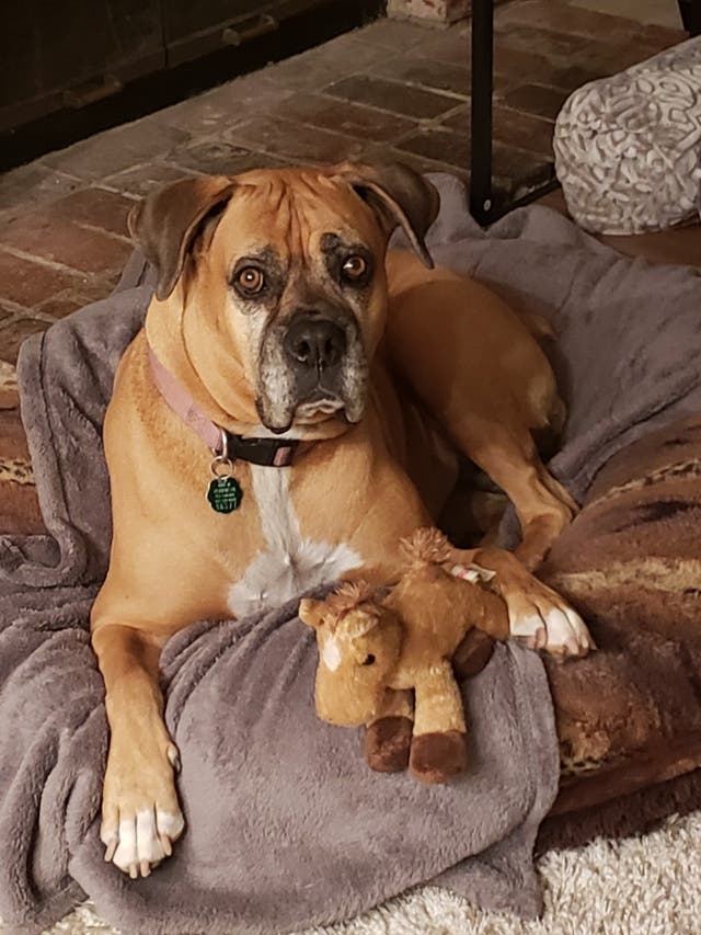 Lost dog female boxer - Temecula, CA Patch